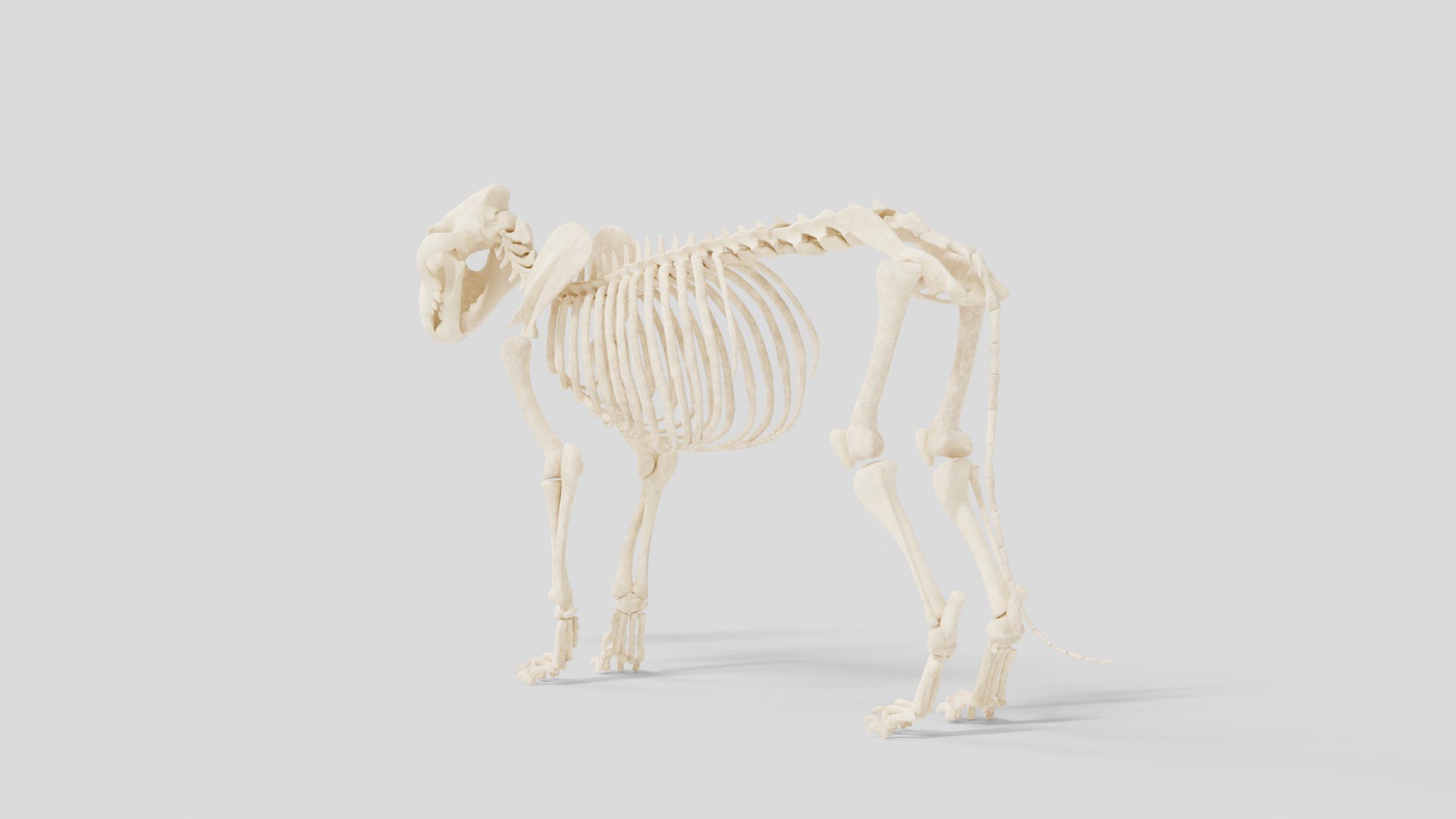 3D Lion Skeleton - TurboSquid 2115269