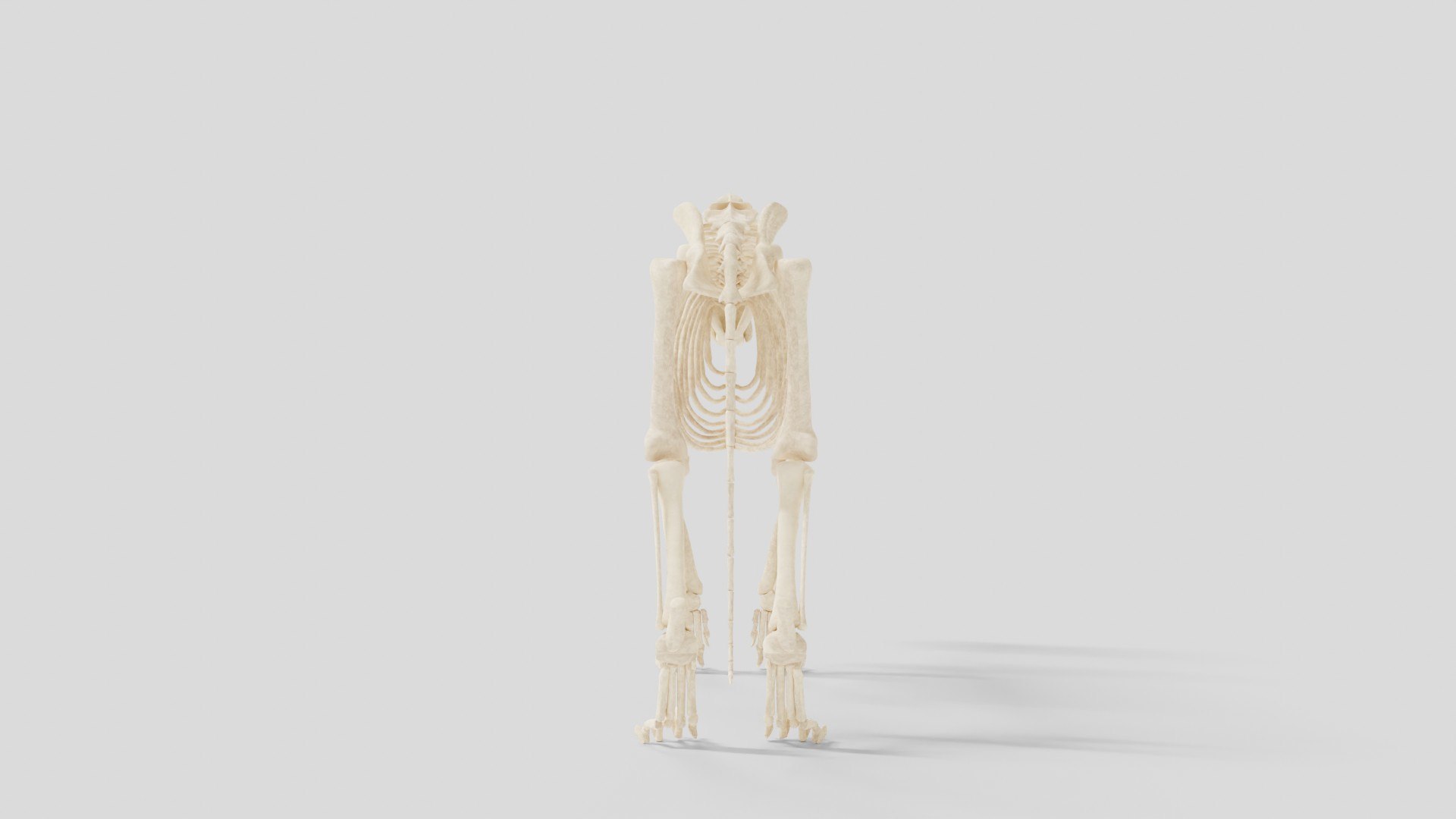 3D Lion Skeleton - TurboSquid 2115269