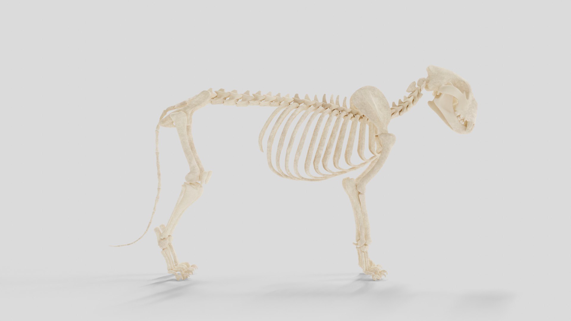 3D Lion Skeleton - TurboSquid 2115269