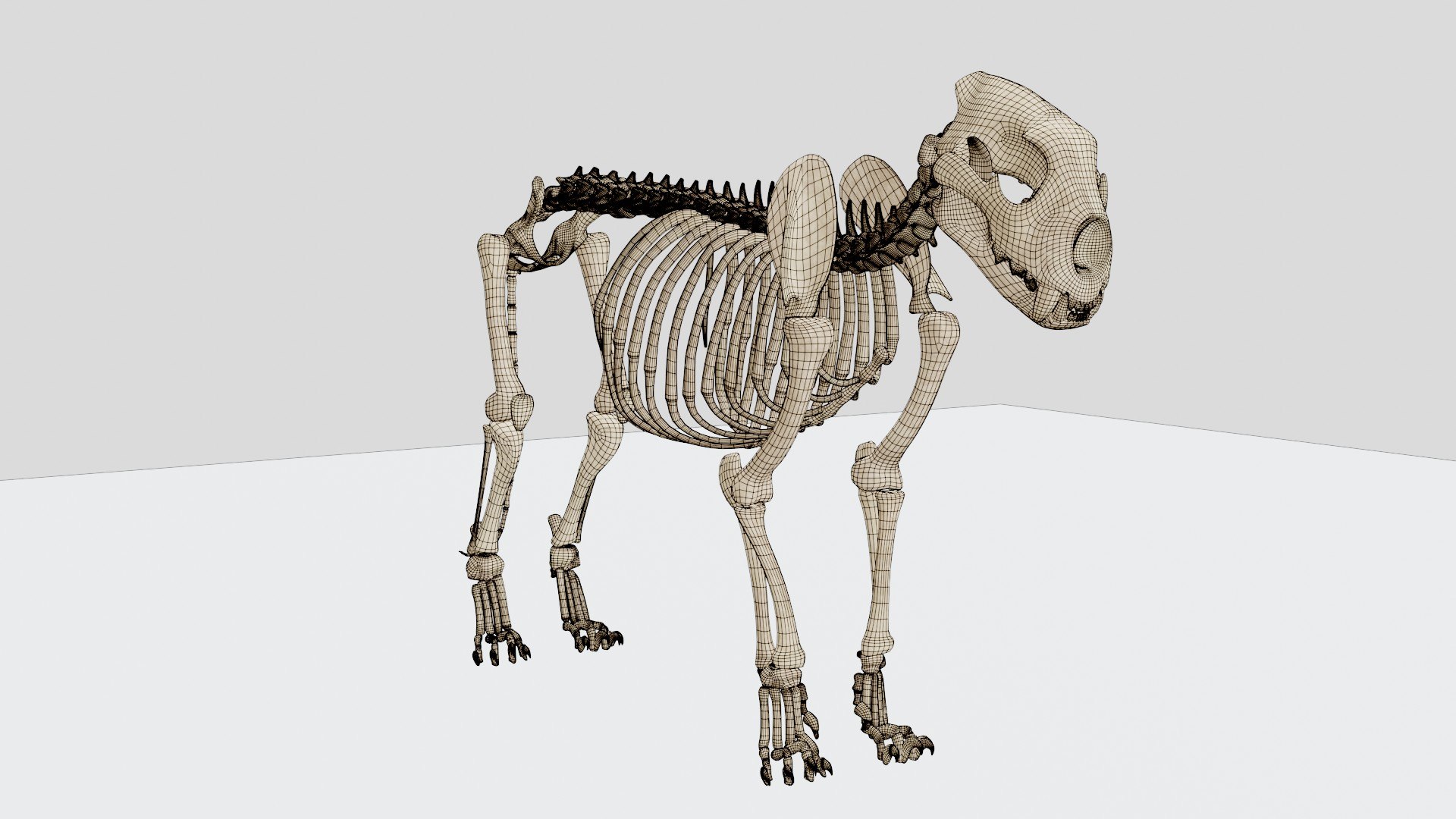 3D Lion Skeleton - TurboSquid 2115269