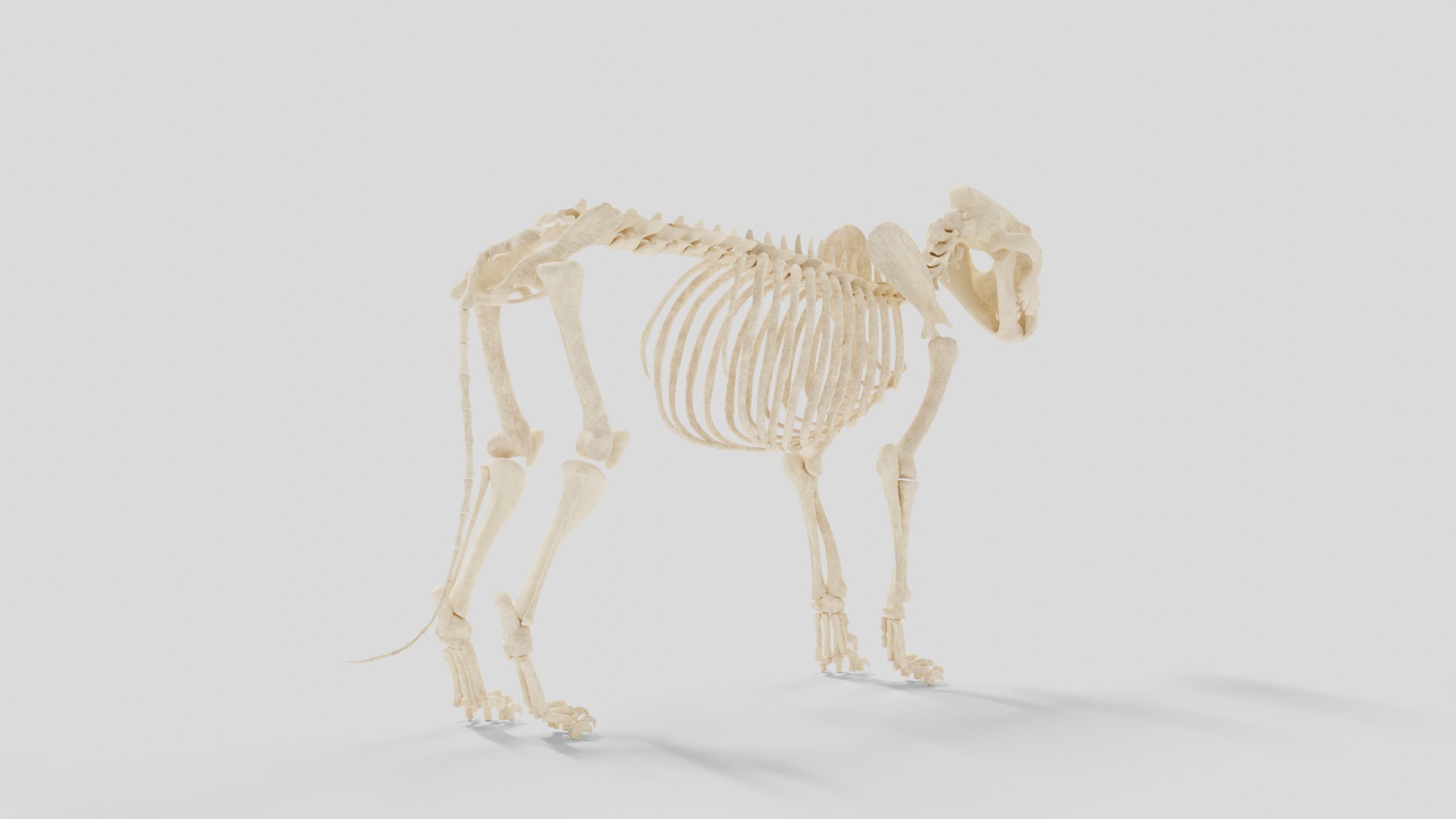 3D Lion Skeleton - TurboSquid 2115269