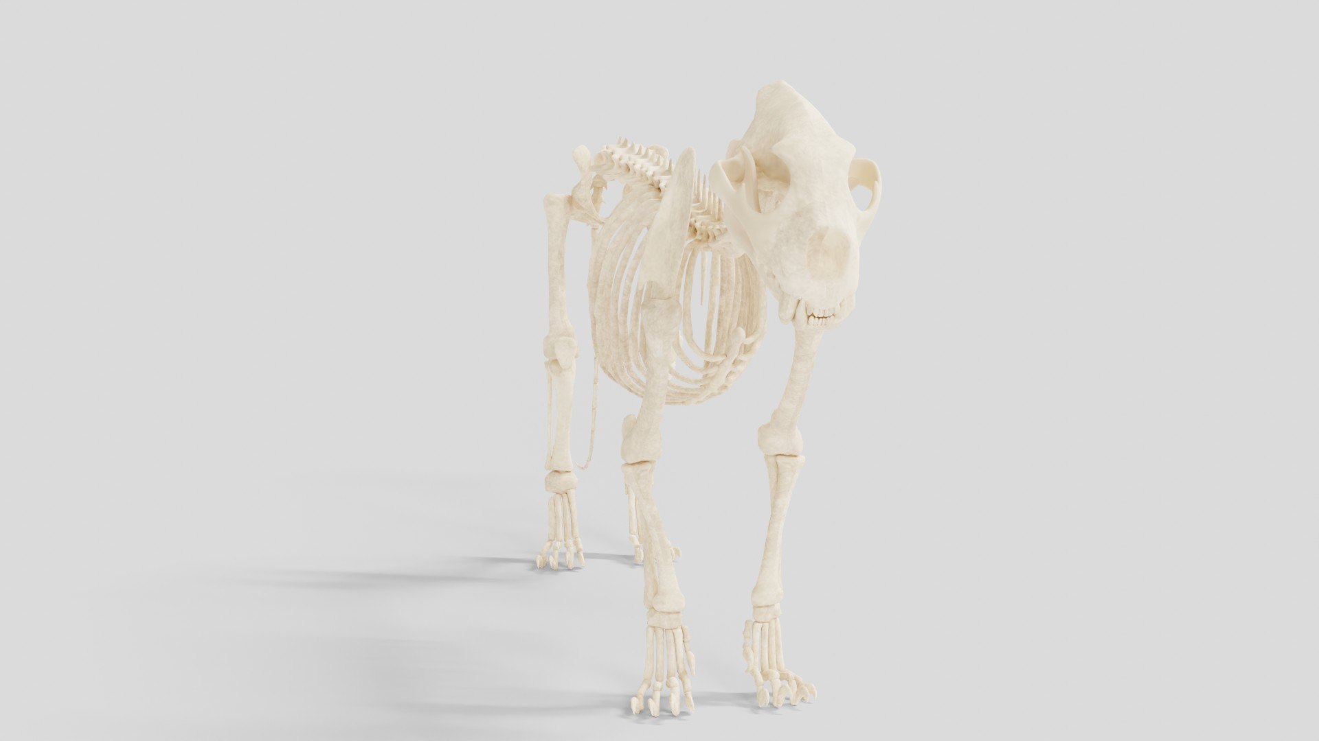 3D Lion Skeleton - TurboSquid 2115269