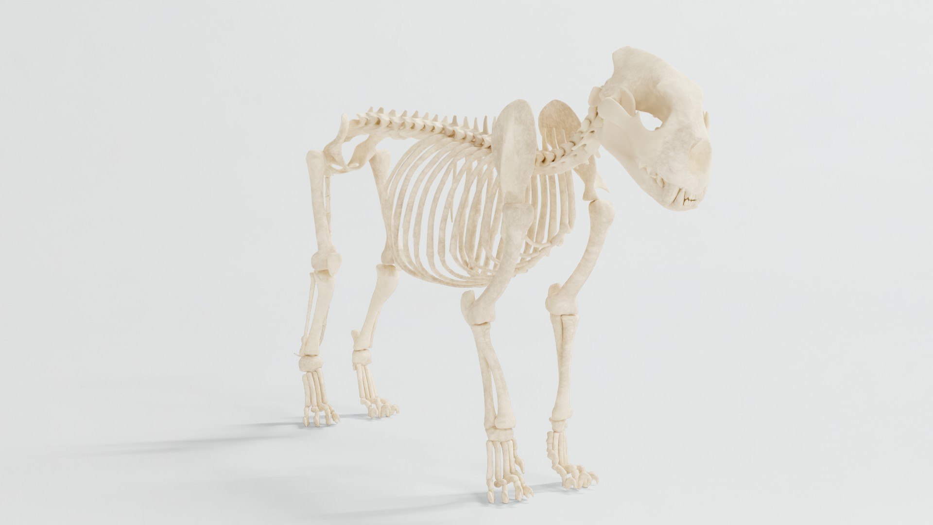 3D Lion Skeleton - TurboSquid 2115269