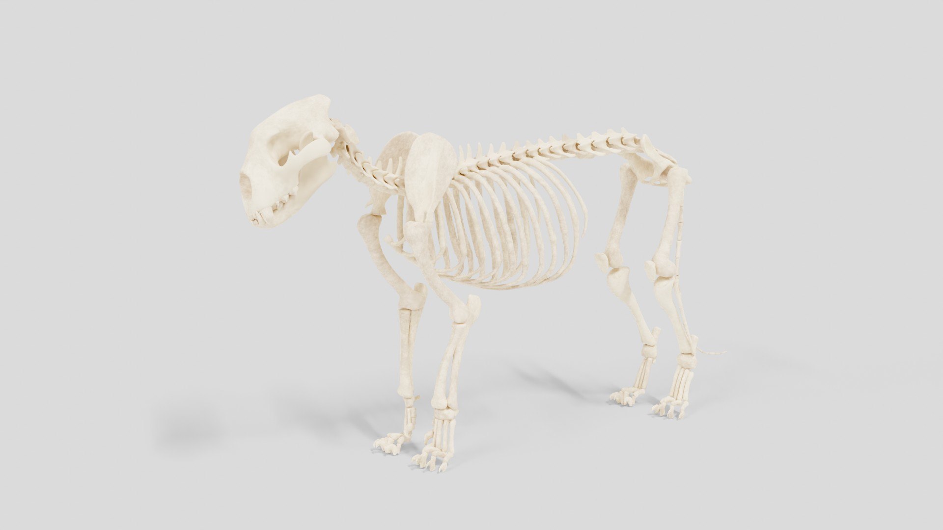 3D Lion Skeleton - TurboSquid 2115269