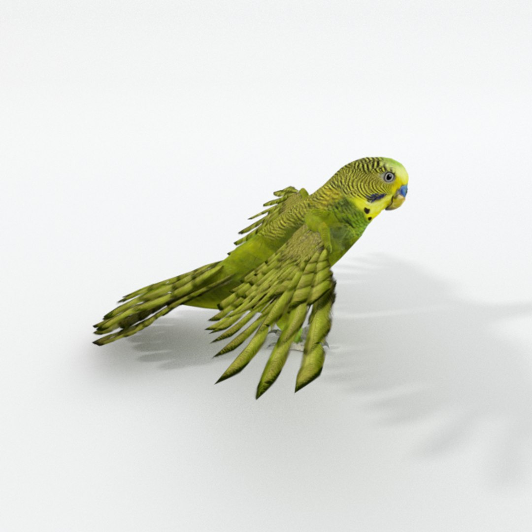 Parakeet Model - TurboSquid 1346811