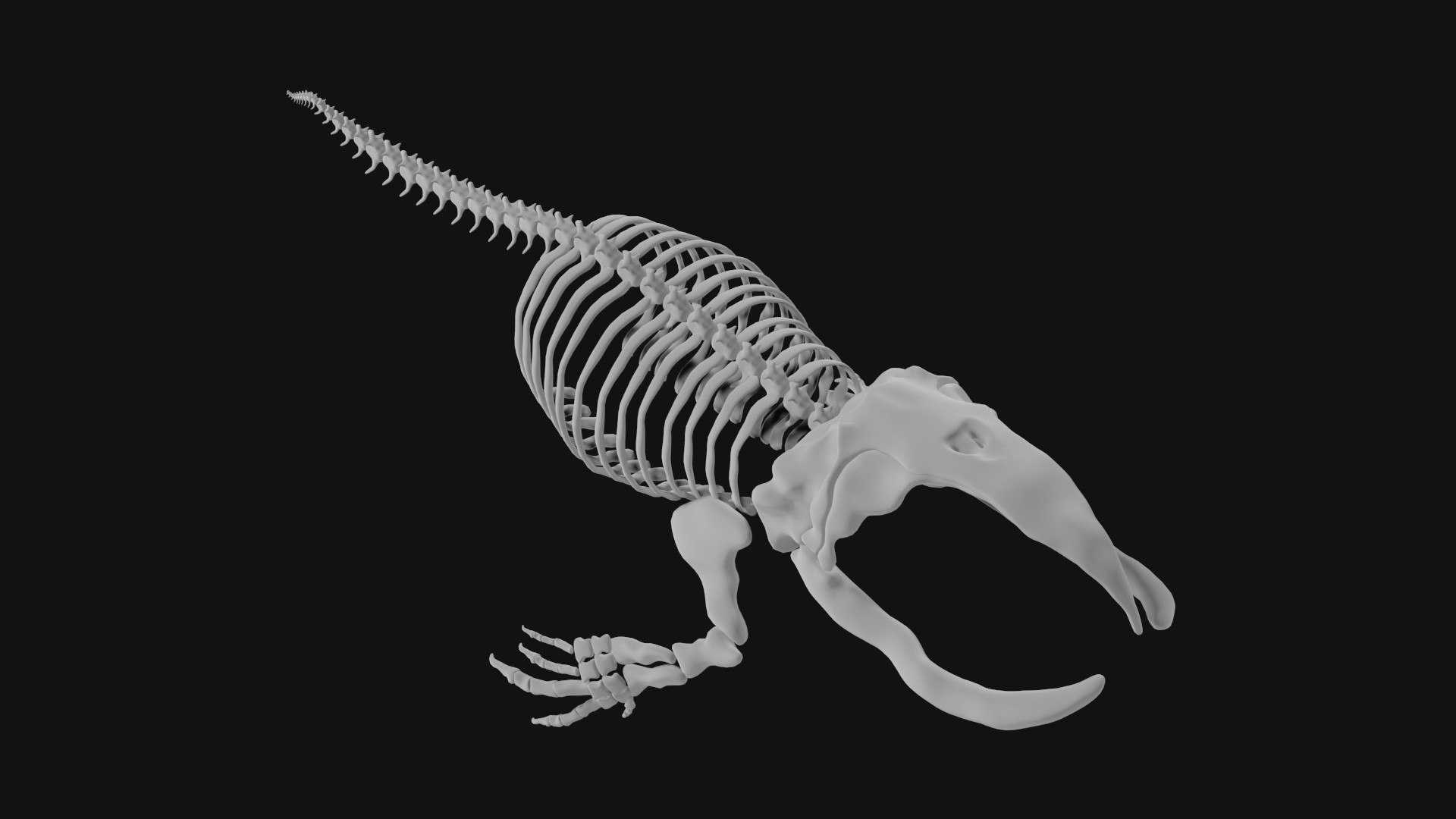3D Bowhead Whale Skeleton - TurboSquid 1974967
