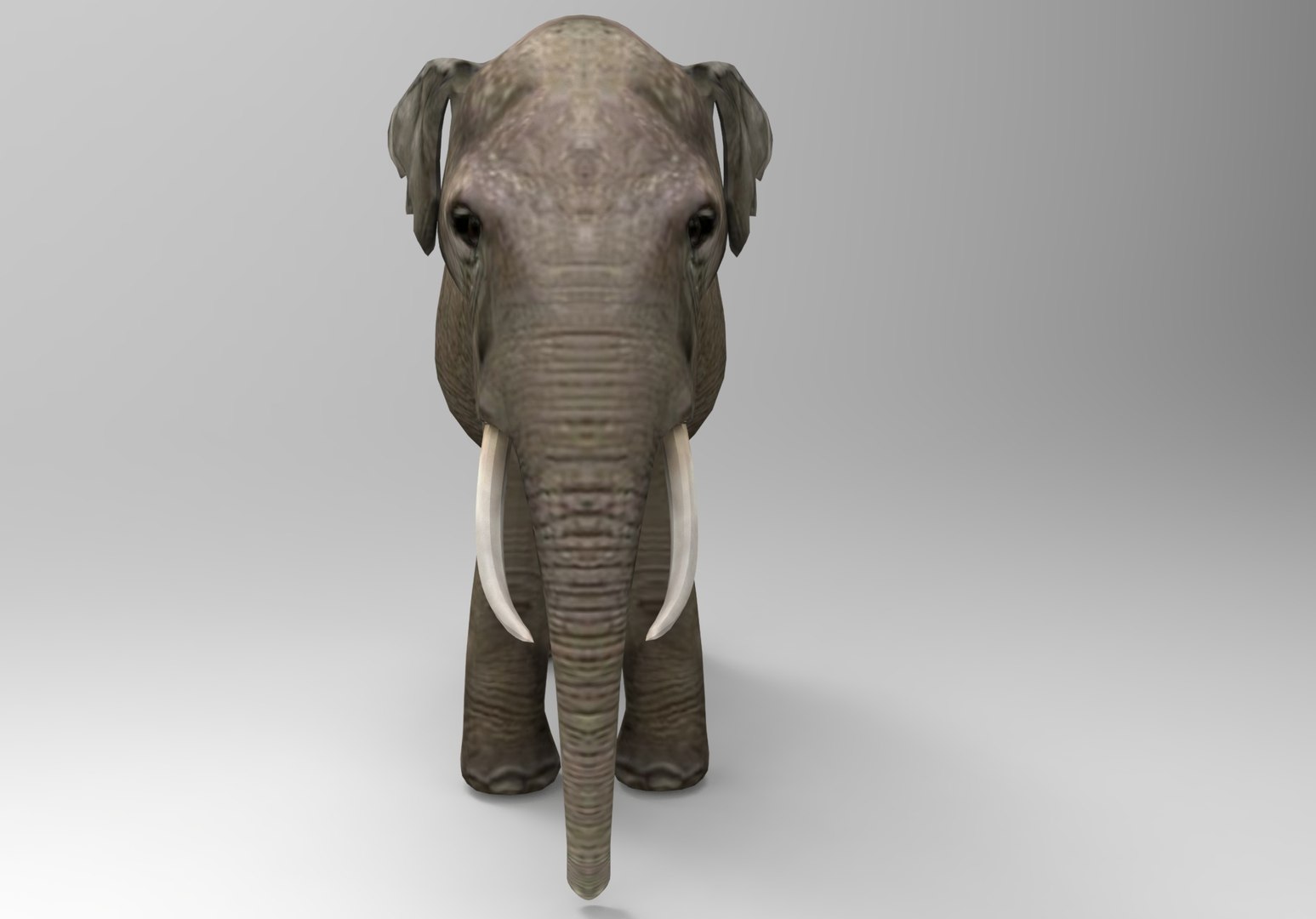 Asia Elephant X