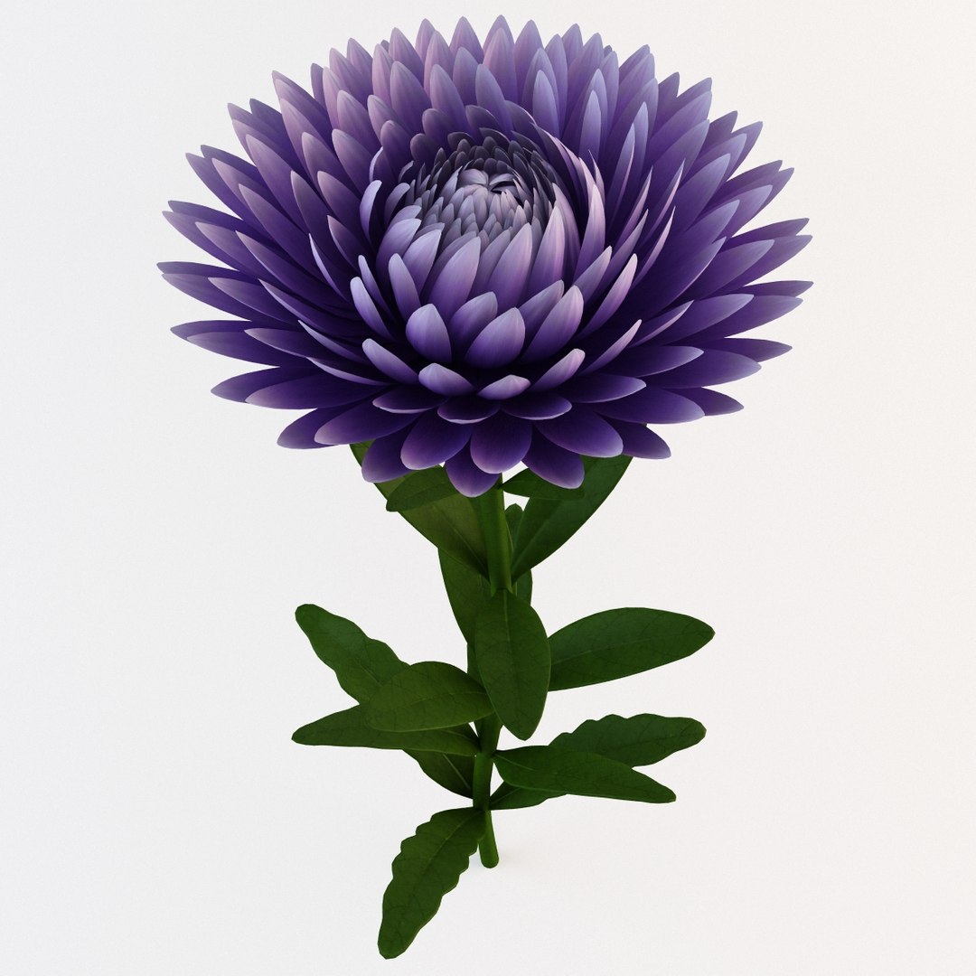 3ds China Aster Flower