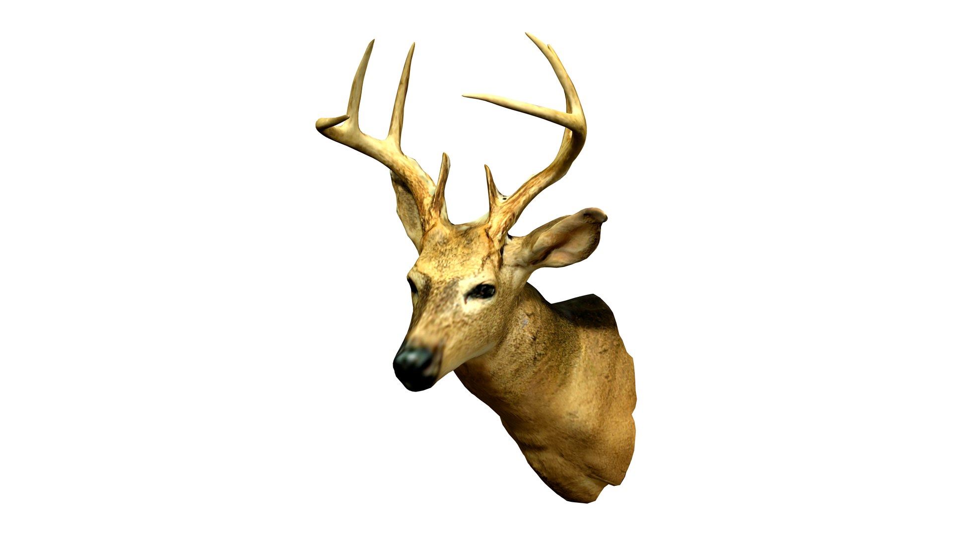 Wall Hanging Buck Deer Bust 3D model - TurboSquid 1860848