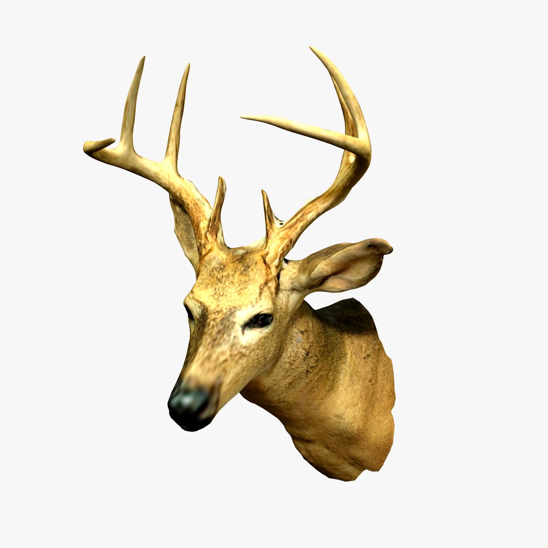 Wall Hanging Buck Deer Bust 3D model - TurboSquid 1860848