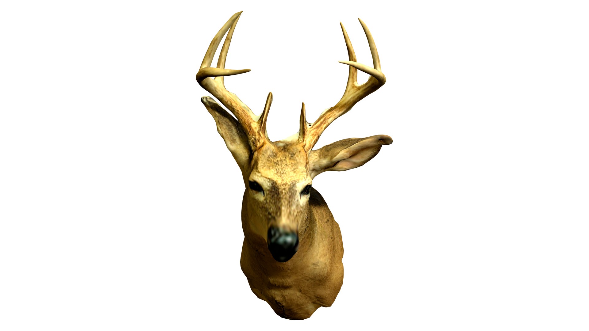 Wall Hanging Buck Deer Bust 3D model - TurboSquid 1860848