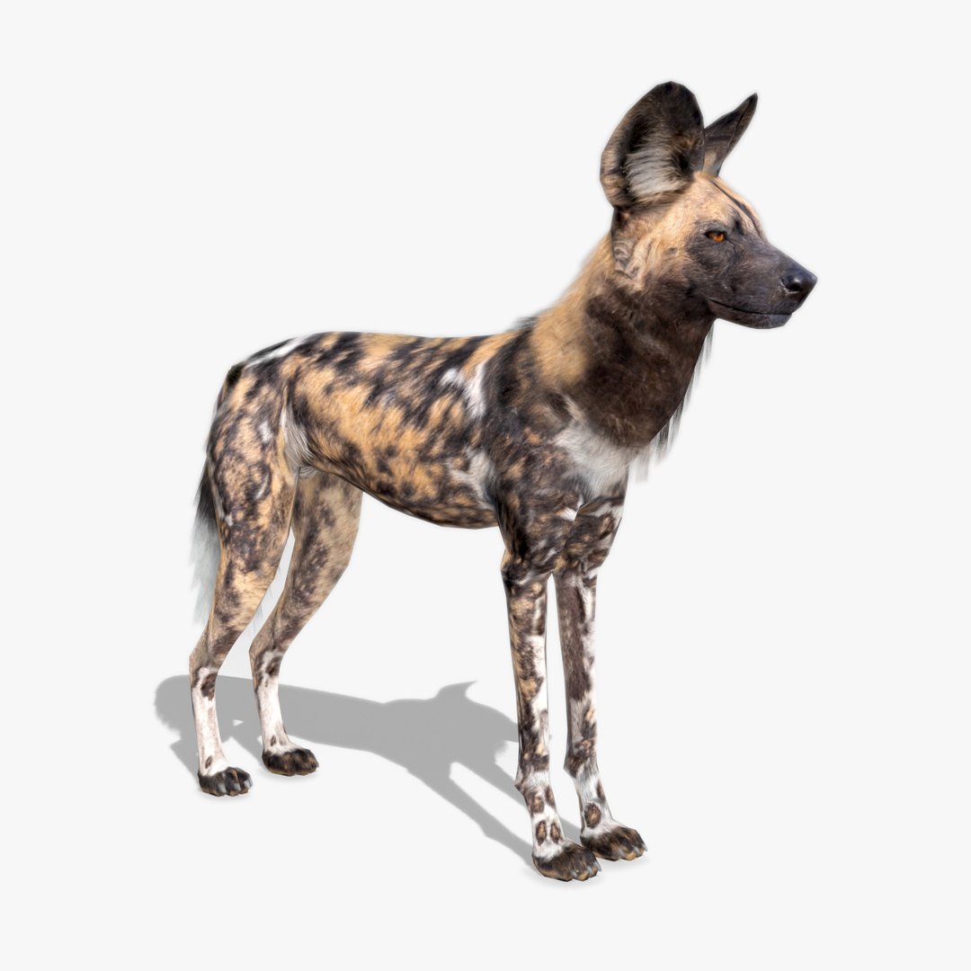 African Wild Dog Model - TurboSquid 2086591