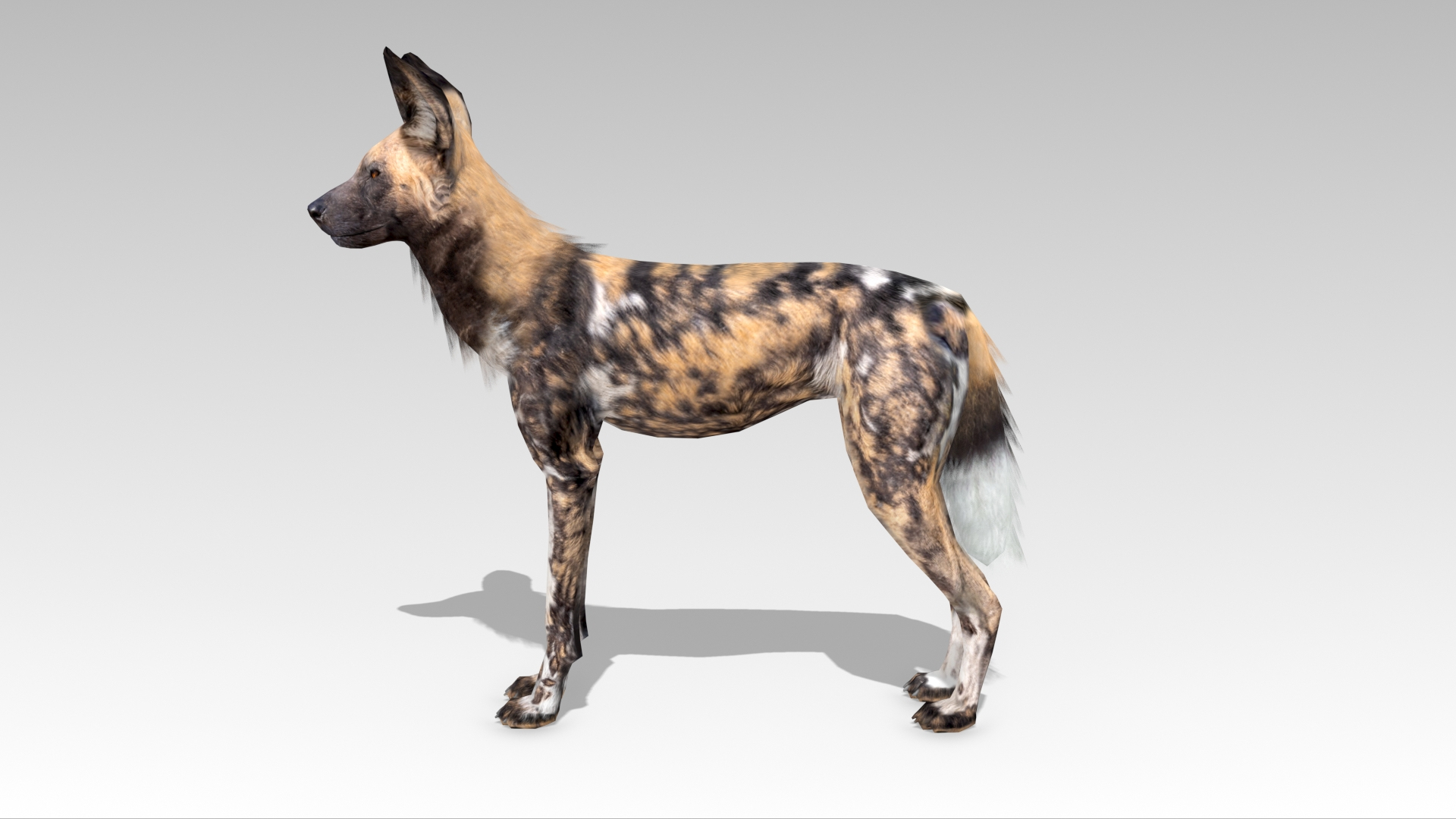 African Wild Dog Model - TurboSquid 2086591