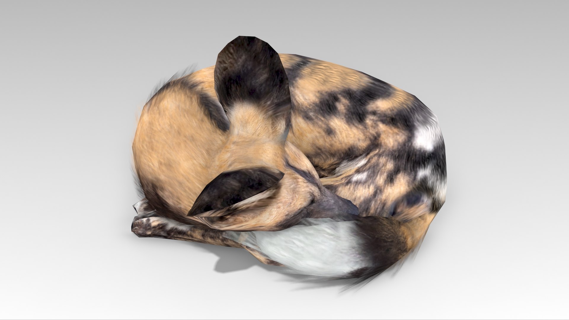 African Wild Dog Model - TurboSquid 2086591