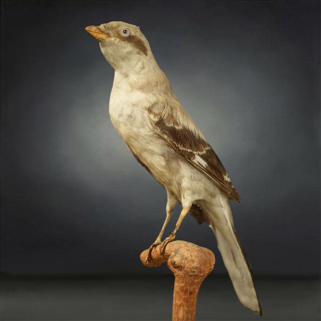 3D Animal Digital Photogrammetry - TurboSquid 1162971