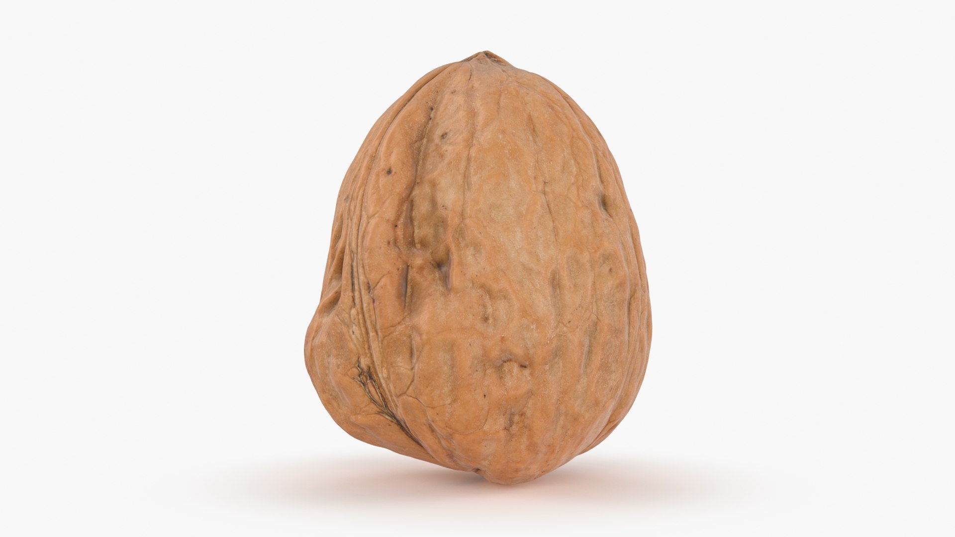 Walnut Shell 01 3D - TurboSquid 1967276