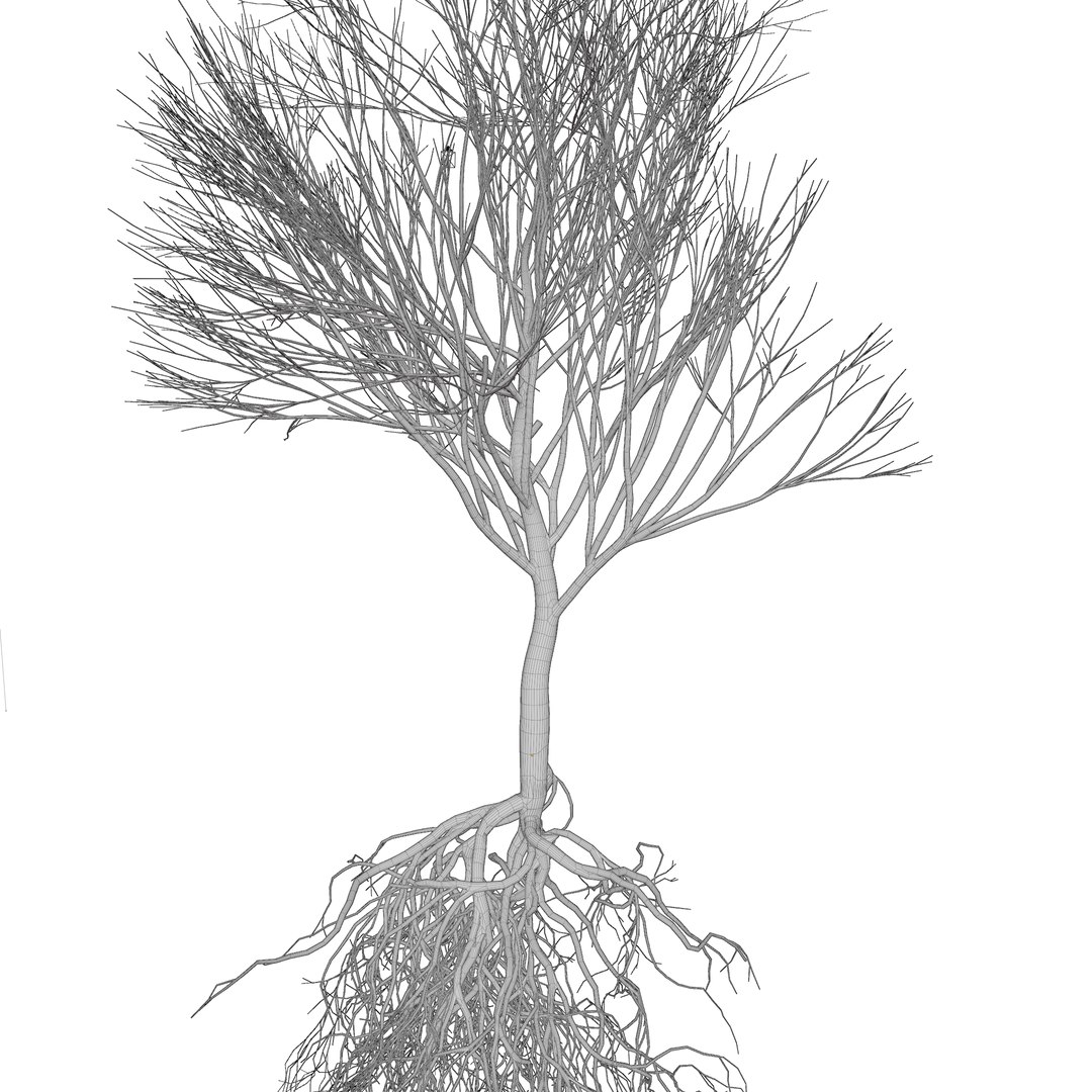 3D Tree with roots and leaves 3D model - TurboSquid 2094171