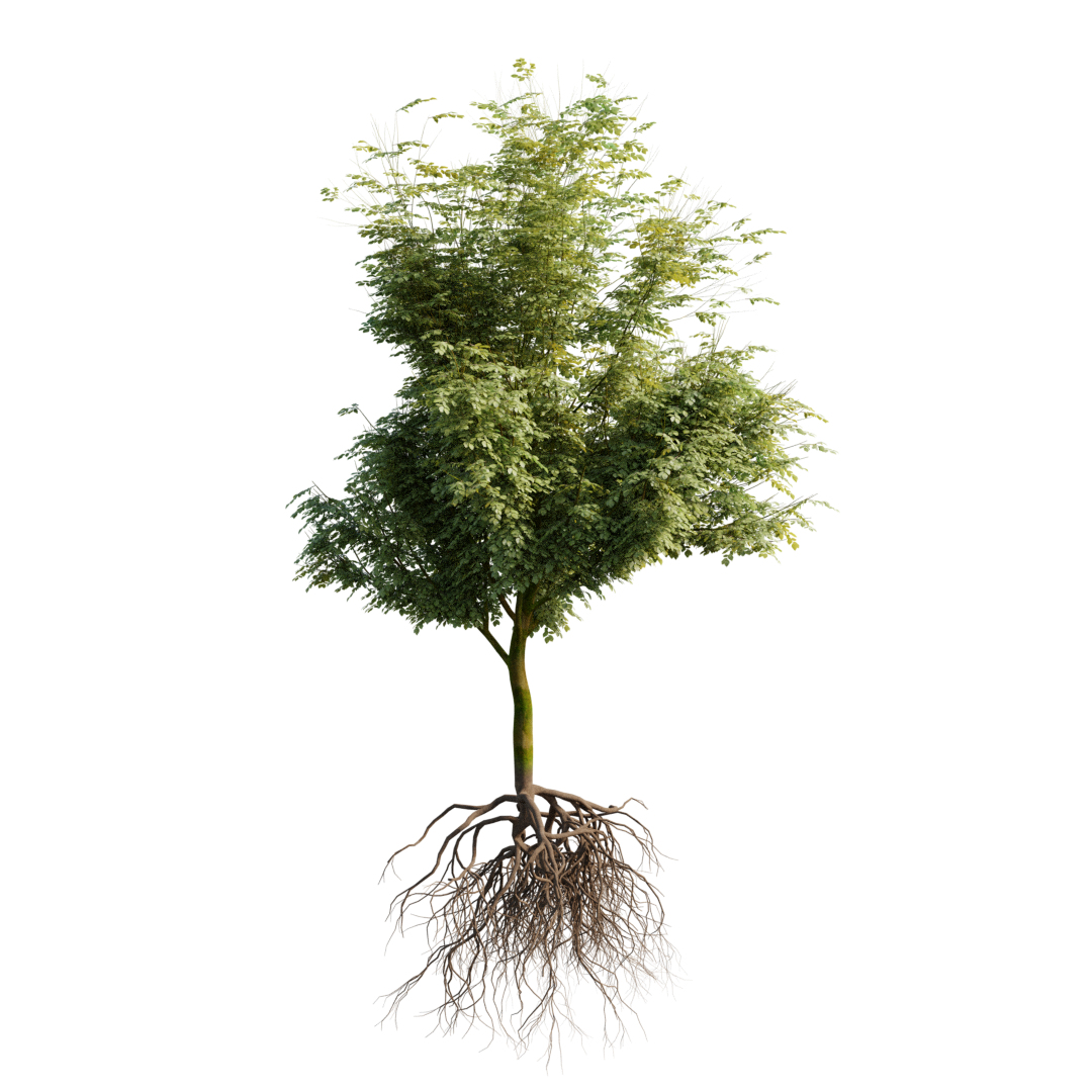 3D Tree with roots and leaves 3D model - TurboSquid 2094171