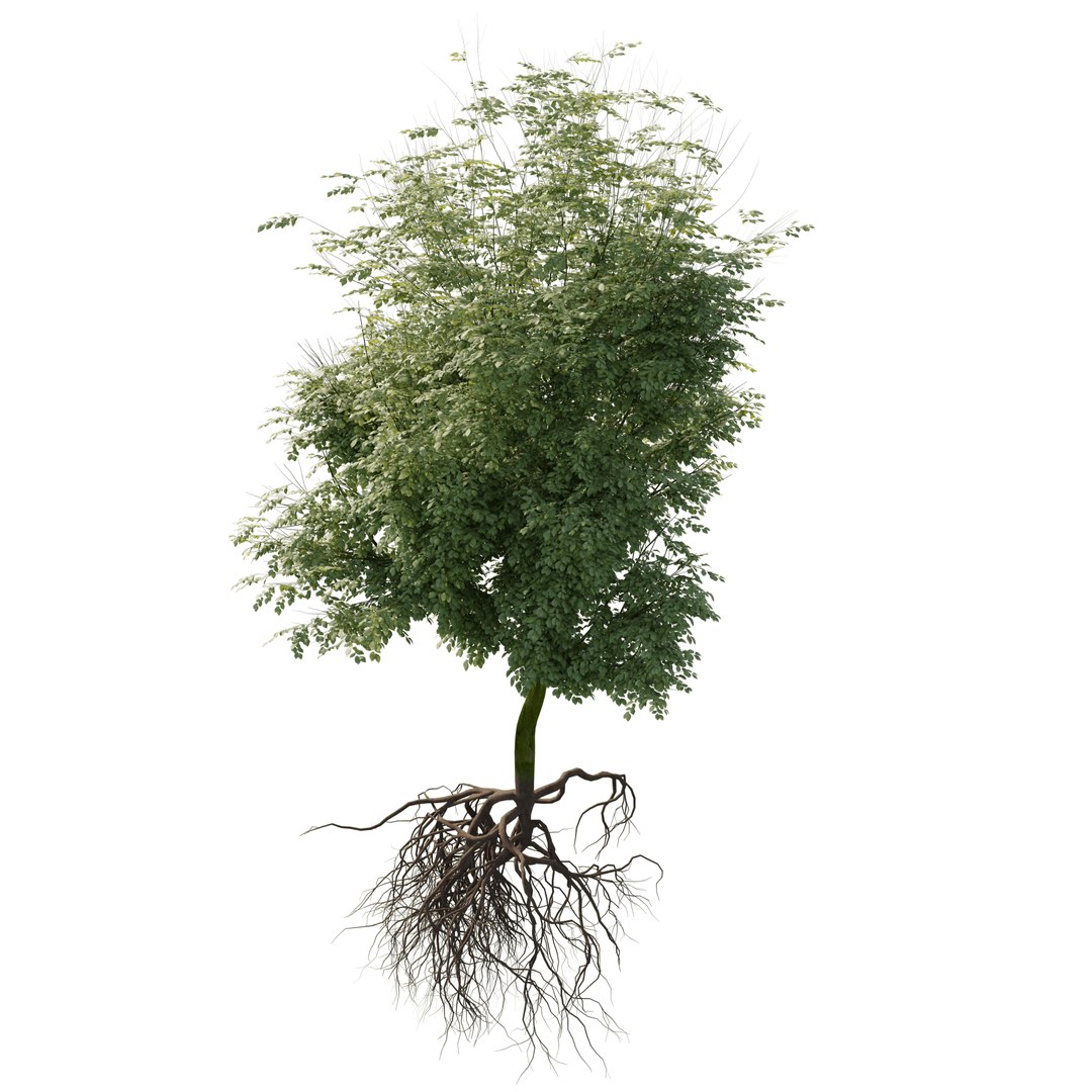 3D Tree with roots and leaves 3D model - TurboSquid 2094171