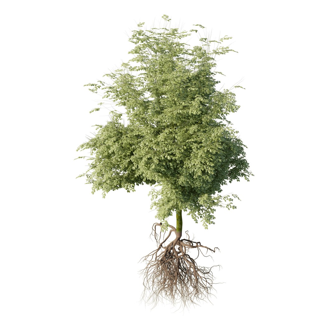 3D Tree with roots and leaves 3D model - TurboSquid 2094171