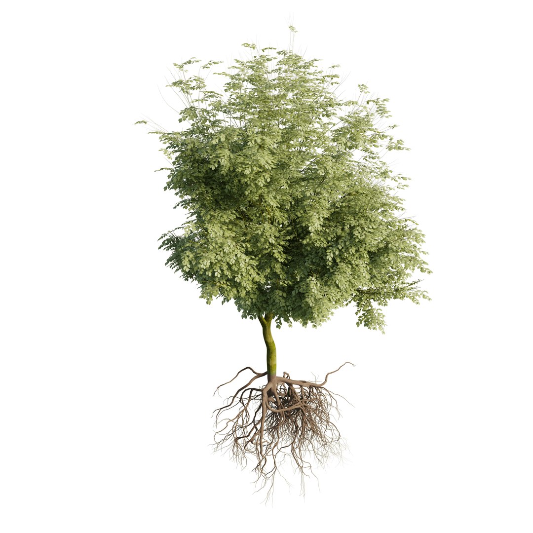 3D Tree with roots and leaves 3D model - TurboSquid 2094171