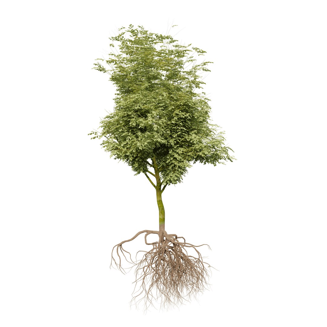 3D Tree with roots and leaves 3D model - TurboSquid 2094171