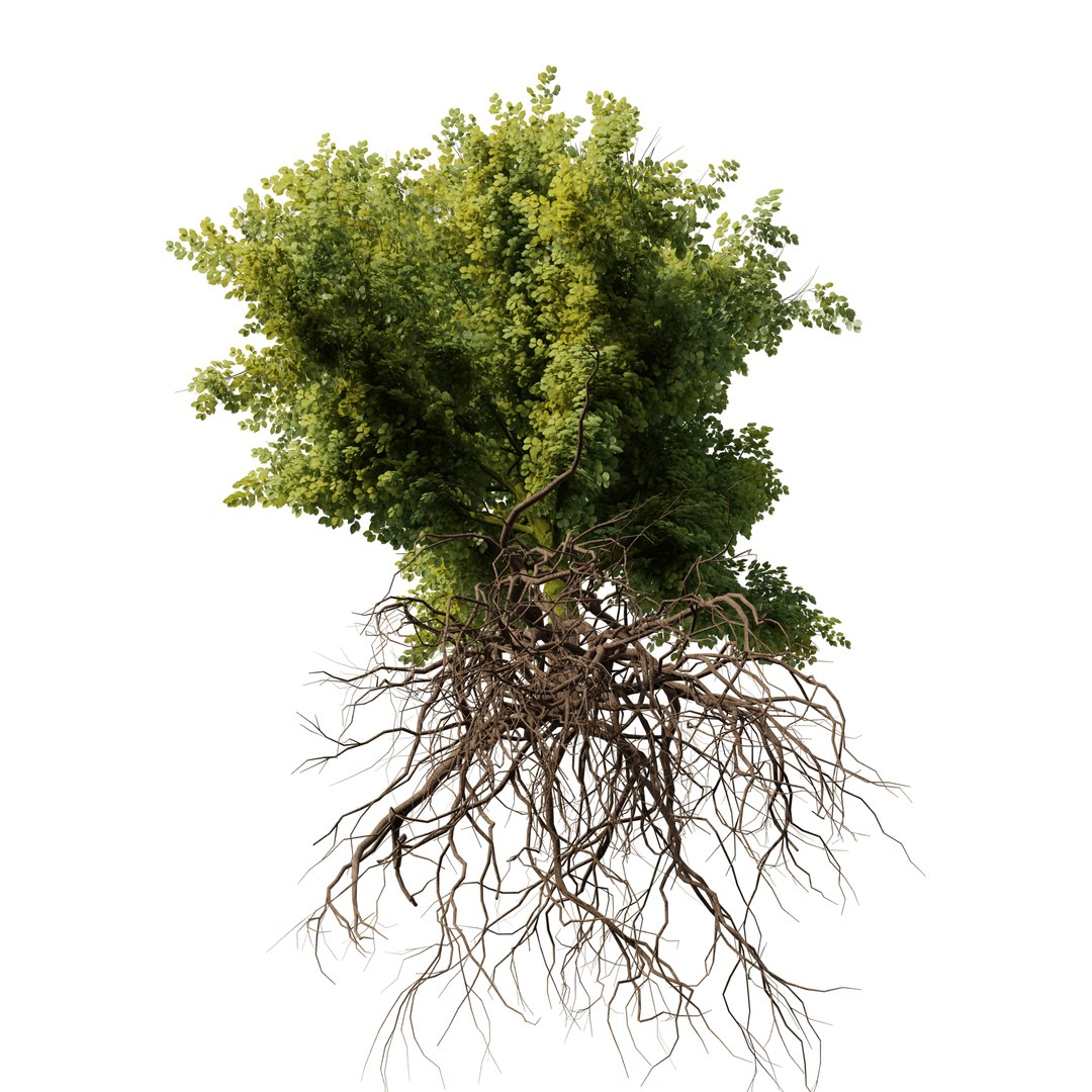 3D Tree with roots and leaves 3D model - TurboSquid 2094171