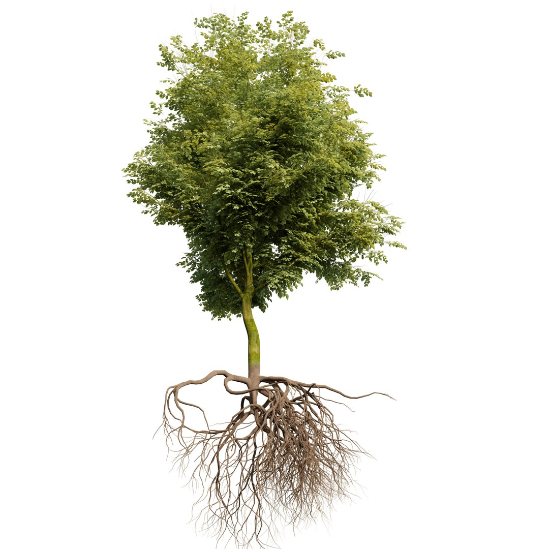 3D Tree with roots and leaves 3D model - TurboSquid 2094171