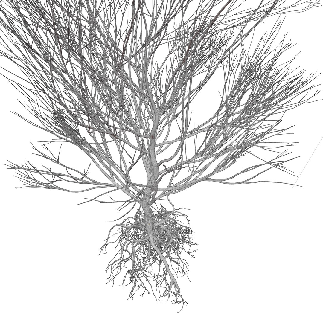 3D Tree with roots and leaves 3D model - TurboSquid 2094171