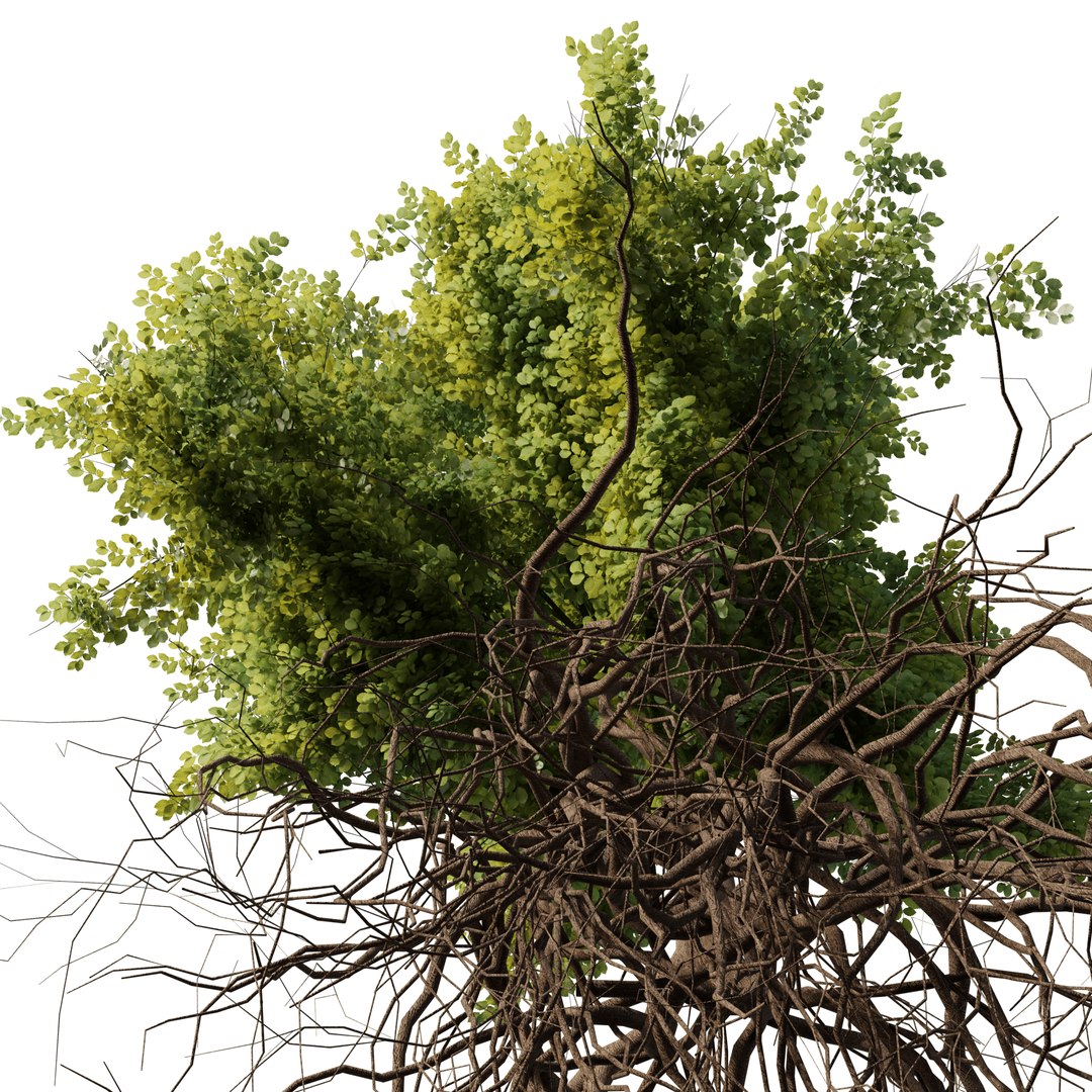 3D Tree with roots and leaves 3D model - TurboSquid 2094171