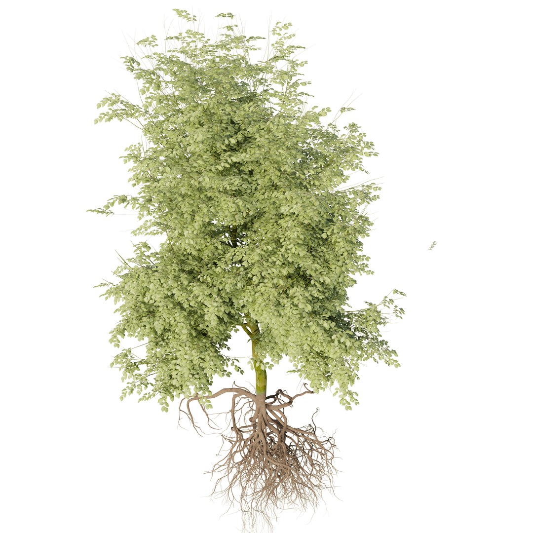 3D Tree with roots and leaves 3D model - TurboSquid 2094171