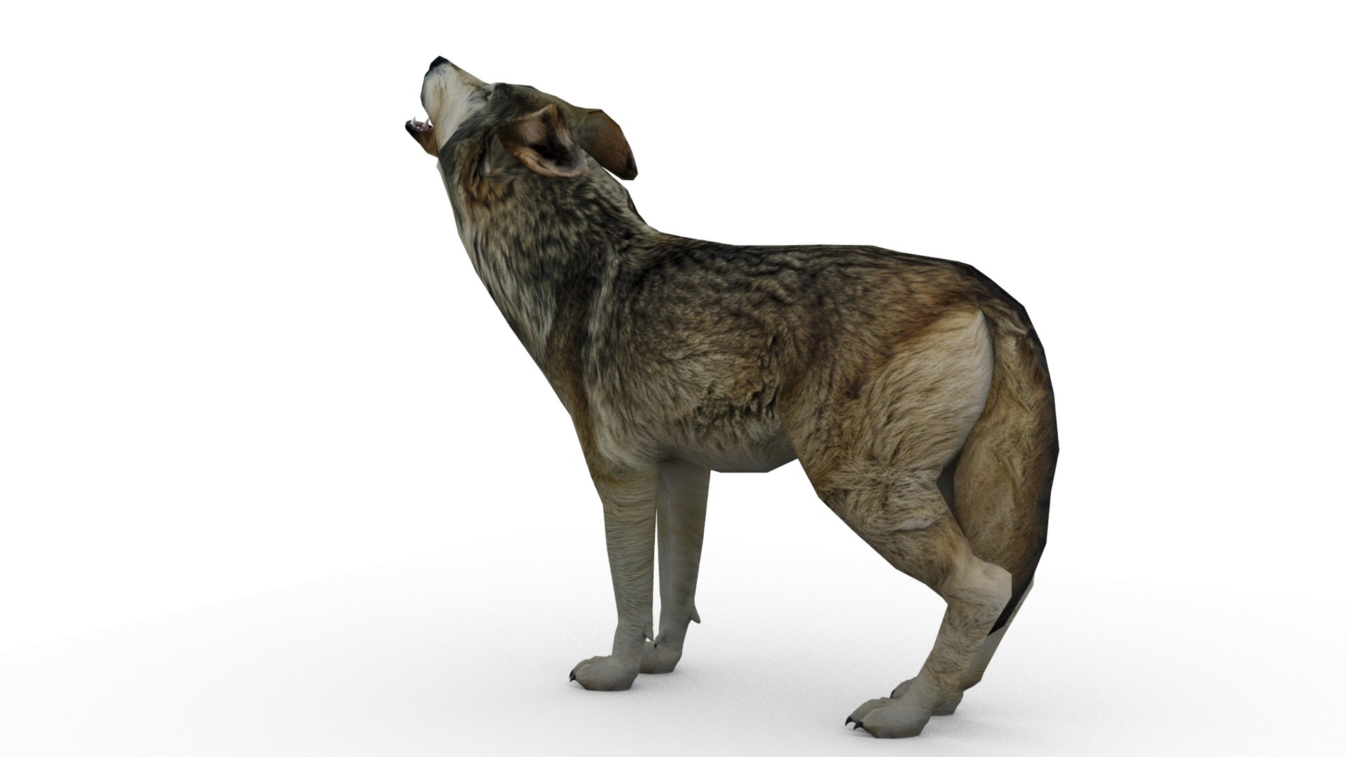 Max Timber Wolf Animations