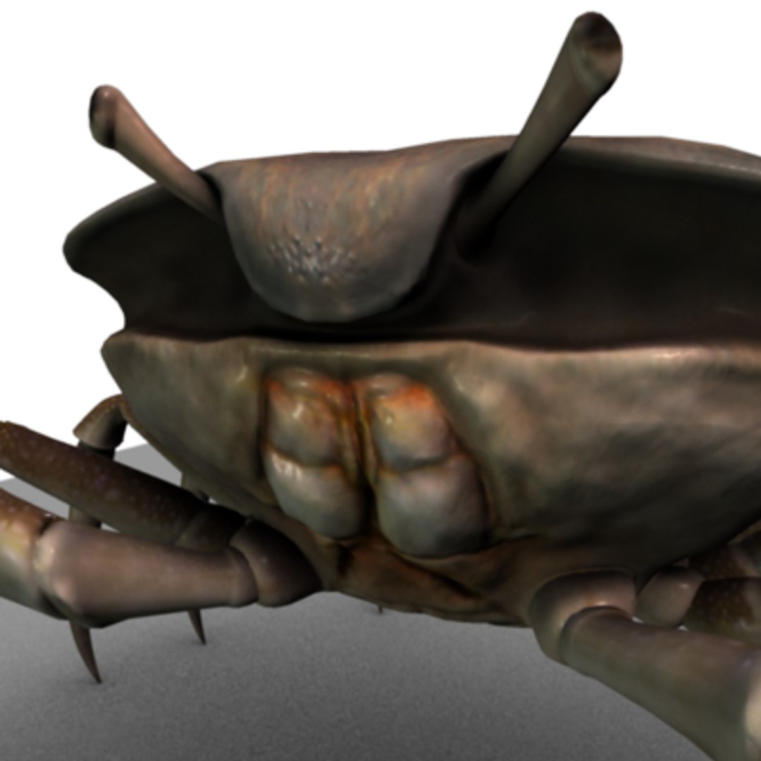 fiddler crab rigged 3d model
