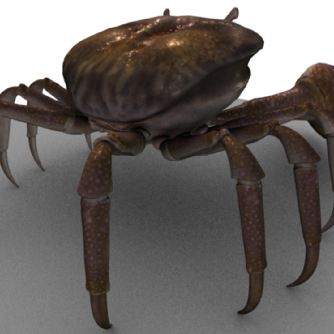 fiddler crab rigged 3d model