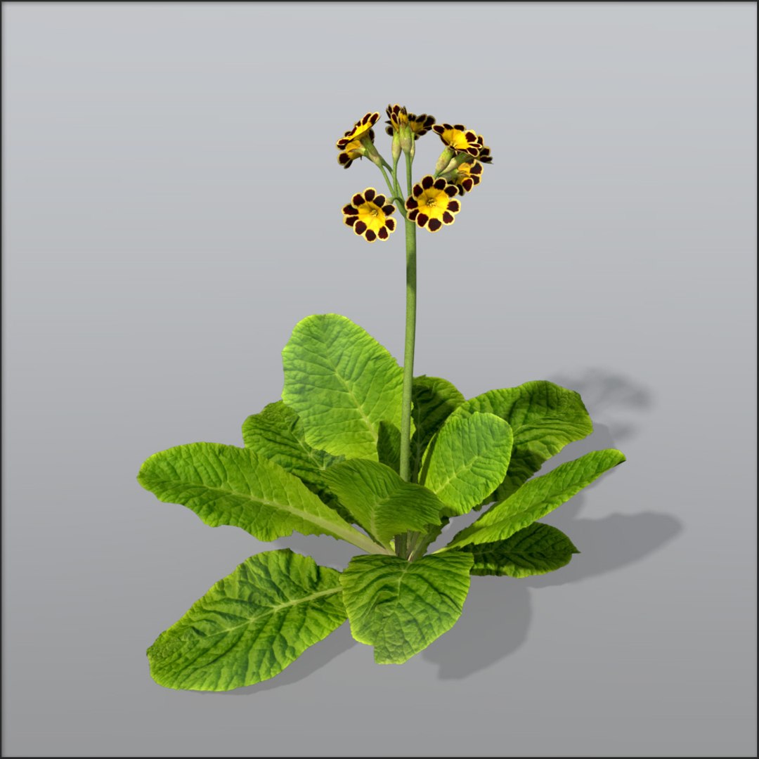 3d Flower Model