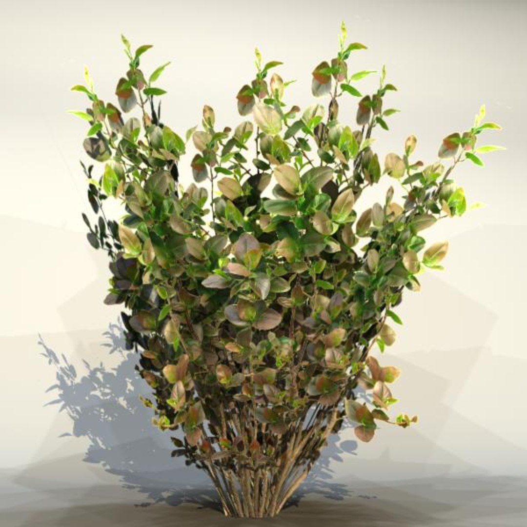 3d bush nature environment