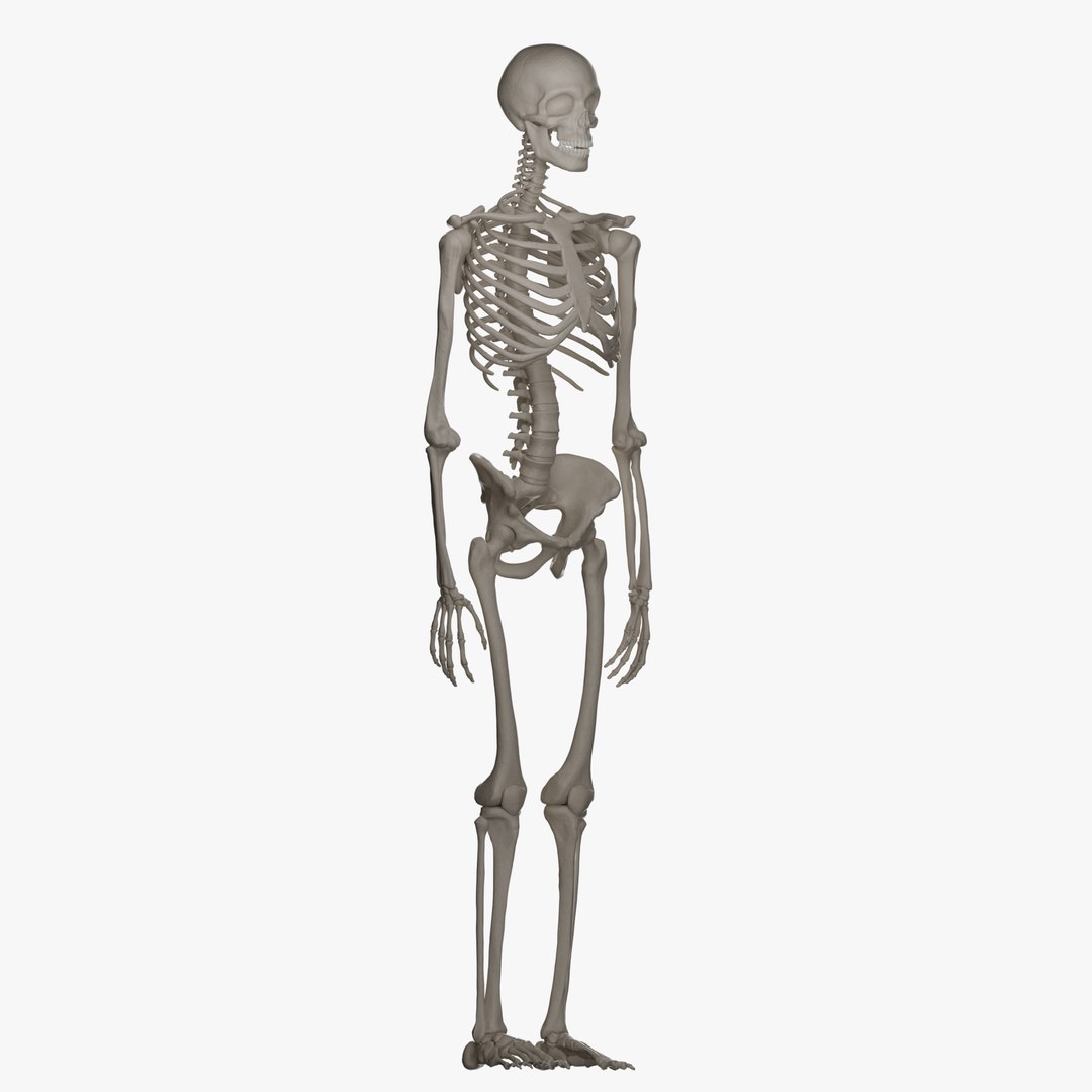 Male Skeleton 3D - TurboSquid 2059886