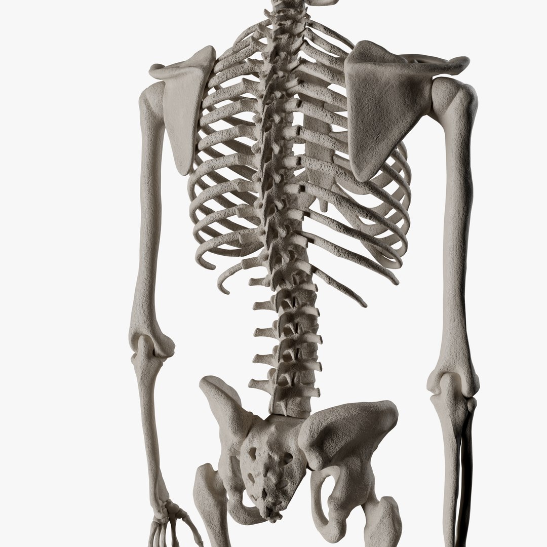 Male Skeleton 3D - TurboSquid 2059886