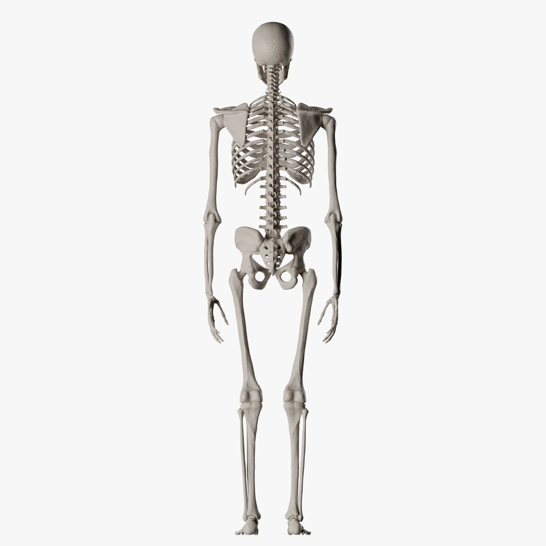 Male Skeleton 3D - TurboSquid 2059886