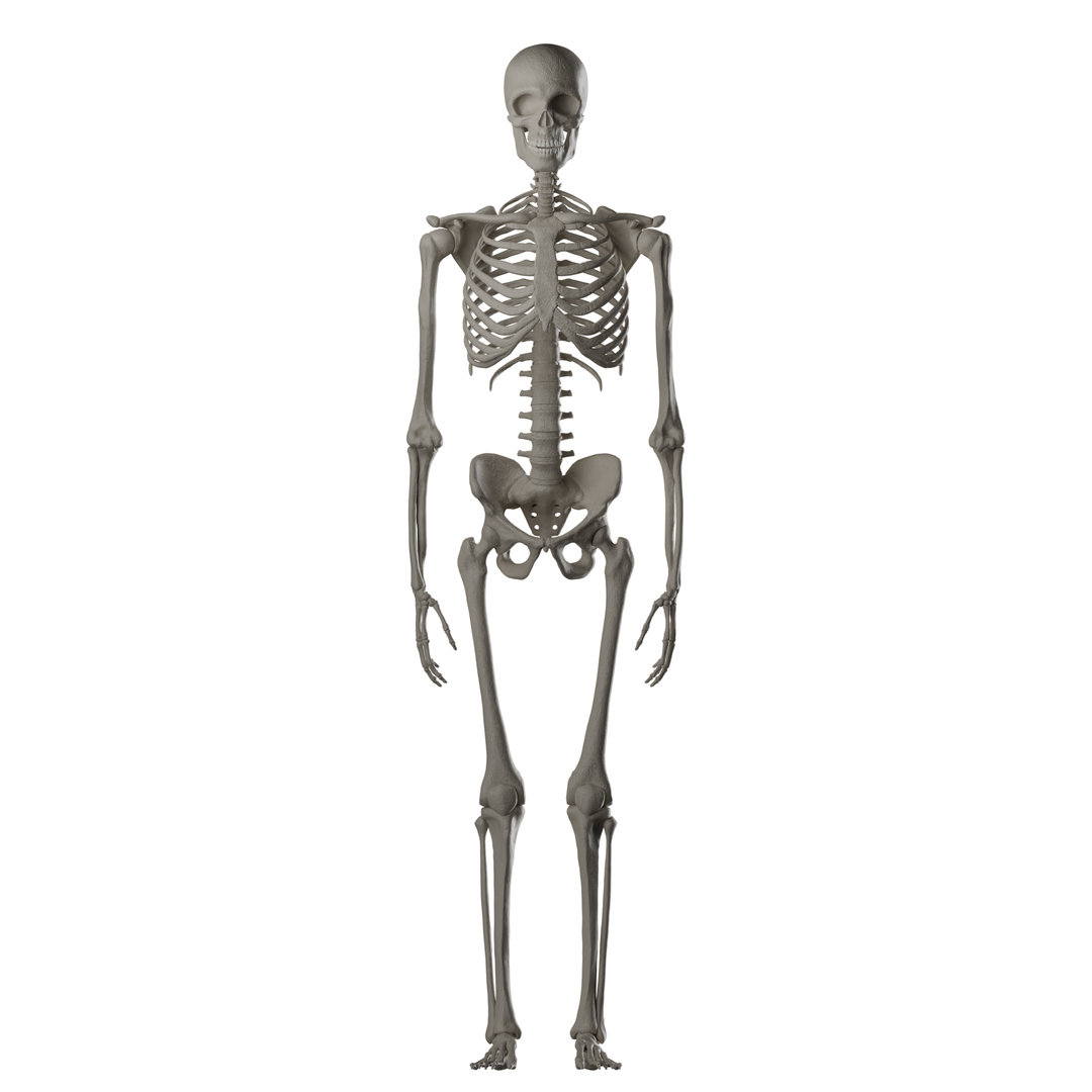 Male Skeleton 3D - TurboSquid 2059886