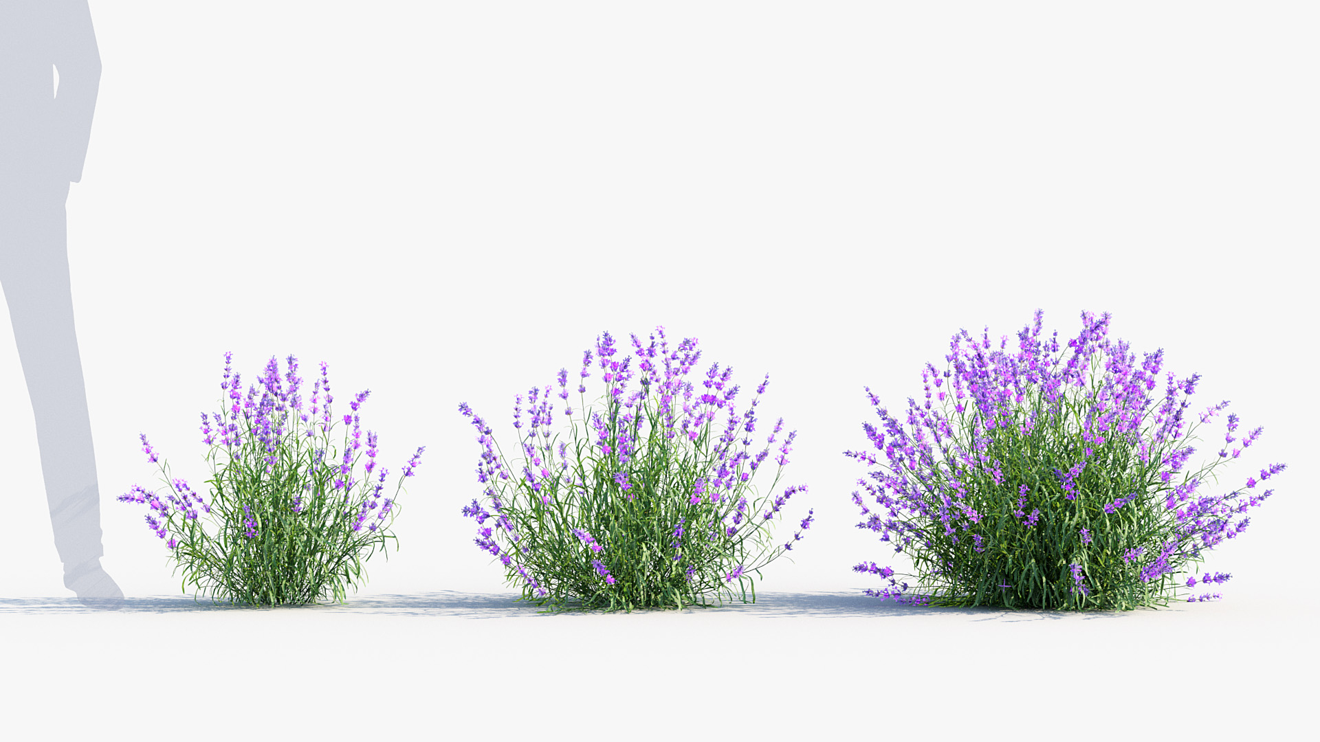 modelo 3d Lavanda Lavandula angustifolia modelo 3d - TurboSquid 2048605