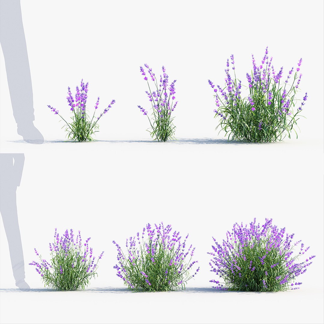 3D Lavender Lavandula Angustifolia 3D Model - TurboSquid 2048605