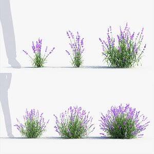 3D Lavender Models - Browse & Download Formats - TurboSquid