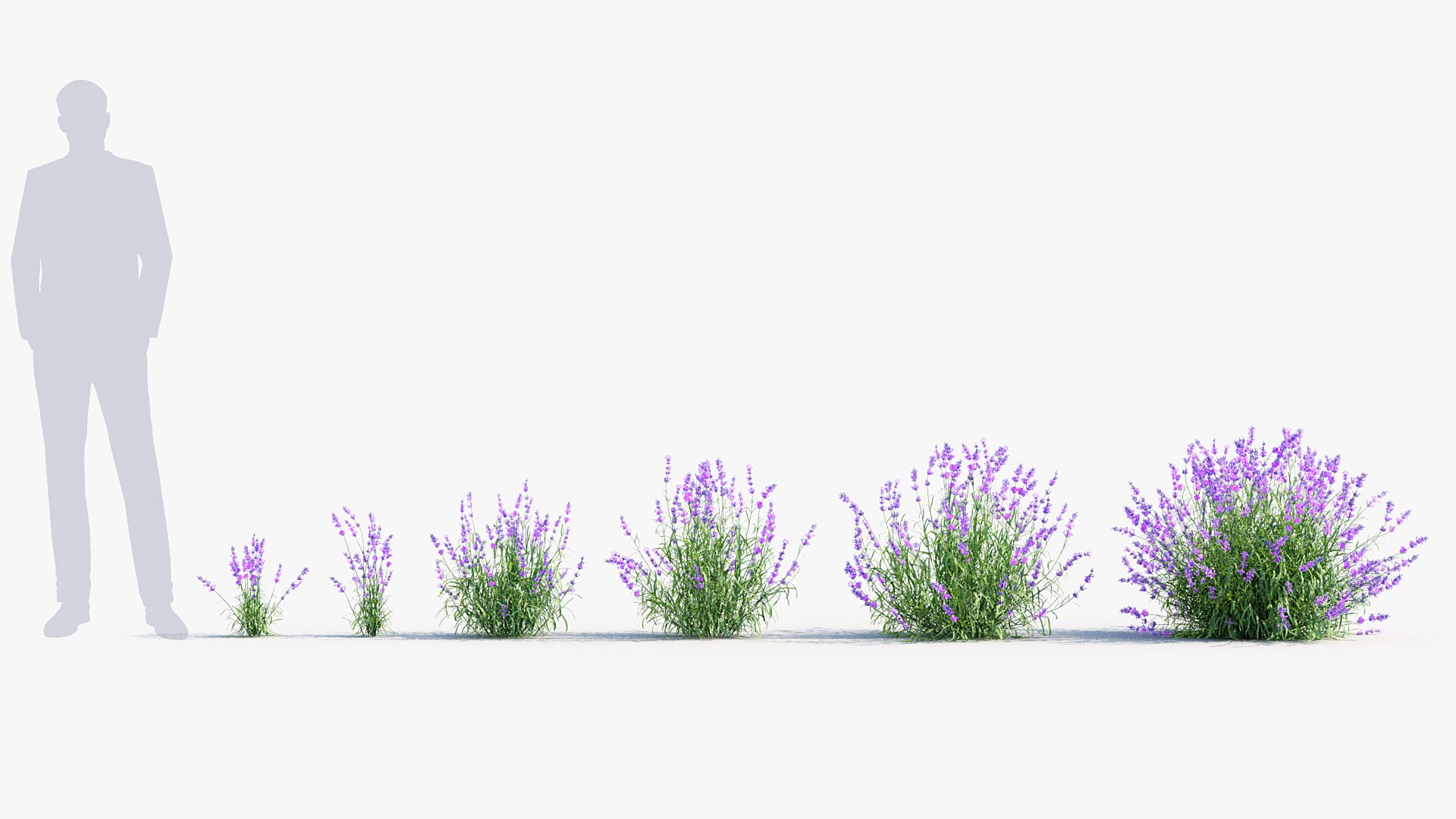 3D Lavender Lavandula Angustifolia 3D Model - TurboSquid 2048605