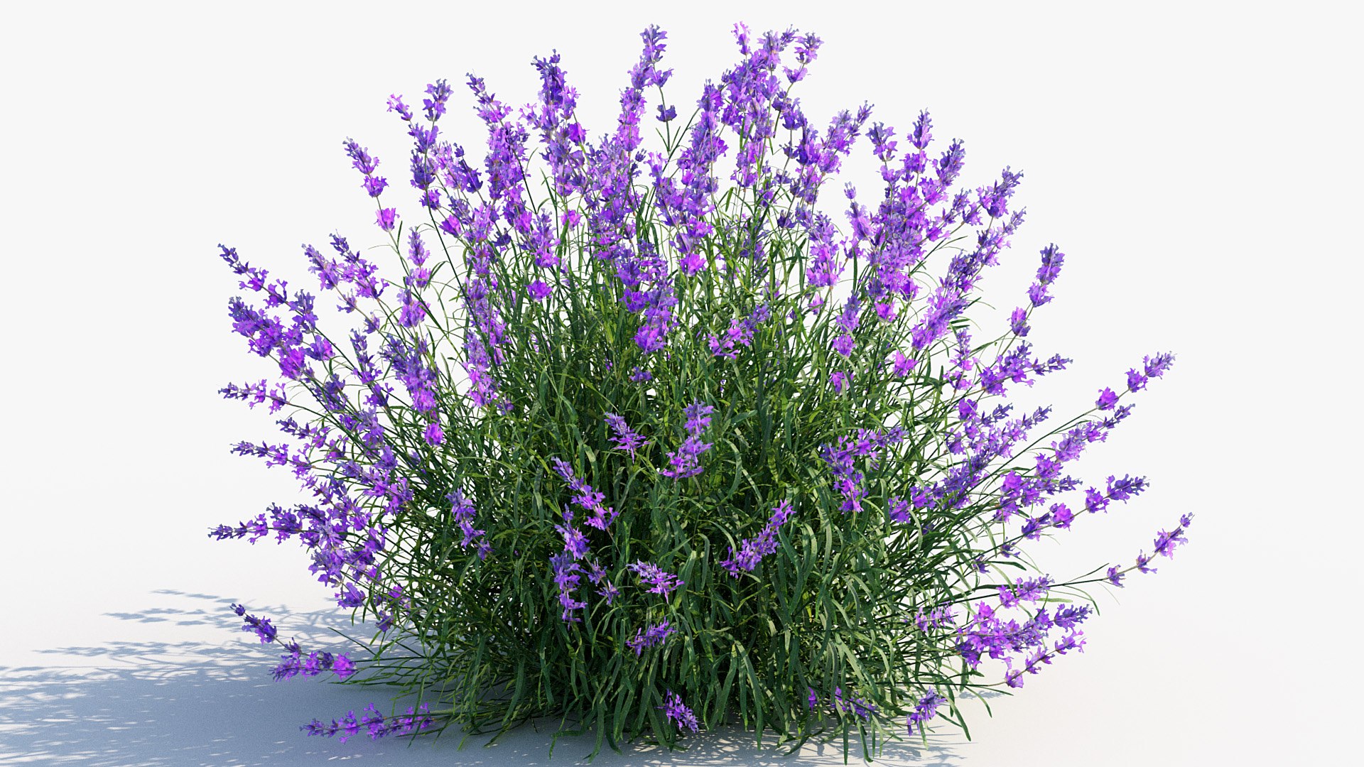 3D Lavender Lavandula Angustifolia 3D Model - TurboSquid 2048605
