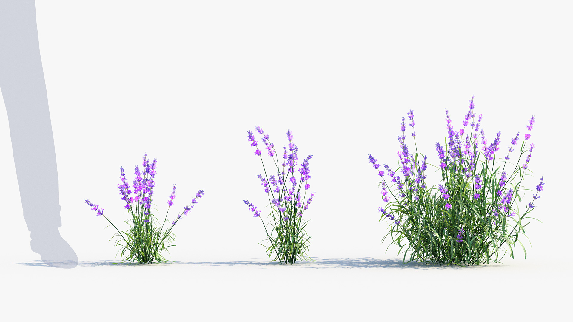 modelo 3d Lavanda Lavandula angustifolia modelo 3d - TurboSquid 2048605