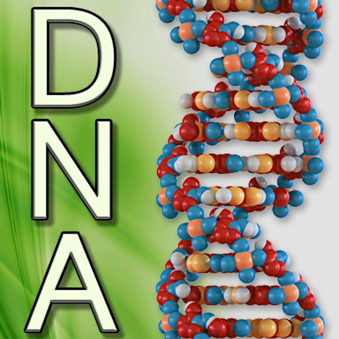 3d Dna Strand Model