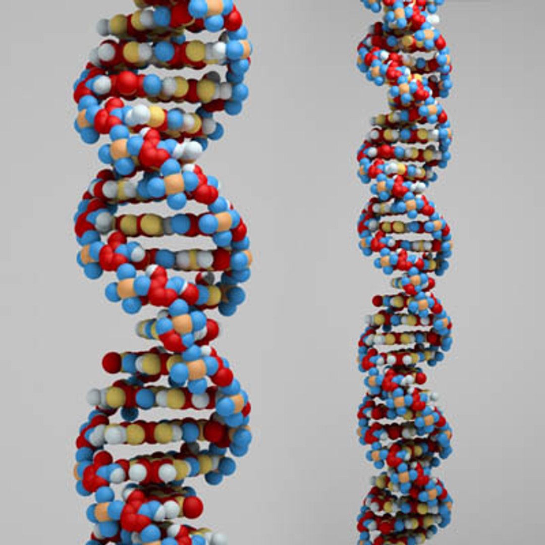 3d Dna Strand Model
