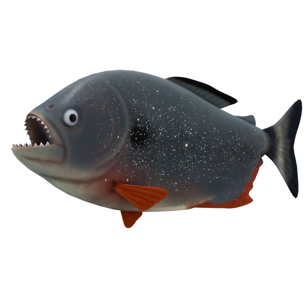 3D Red Bellied Piranha Fish 3D Model - TurboSquid 2311935