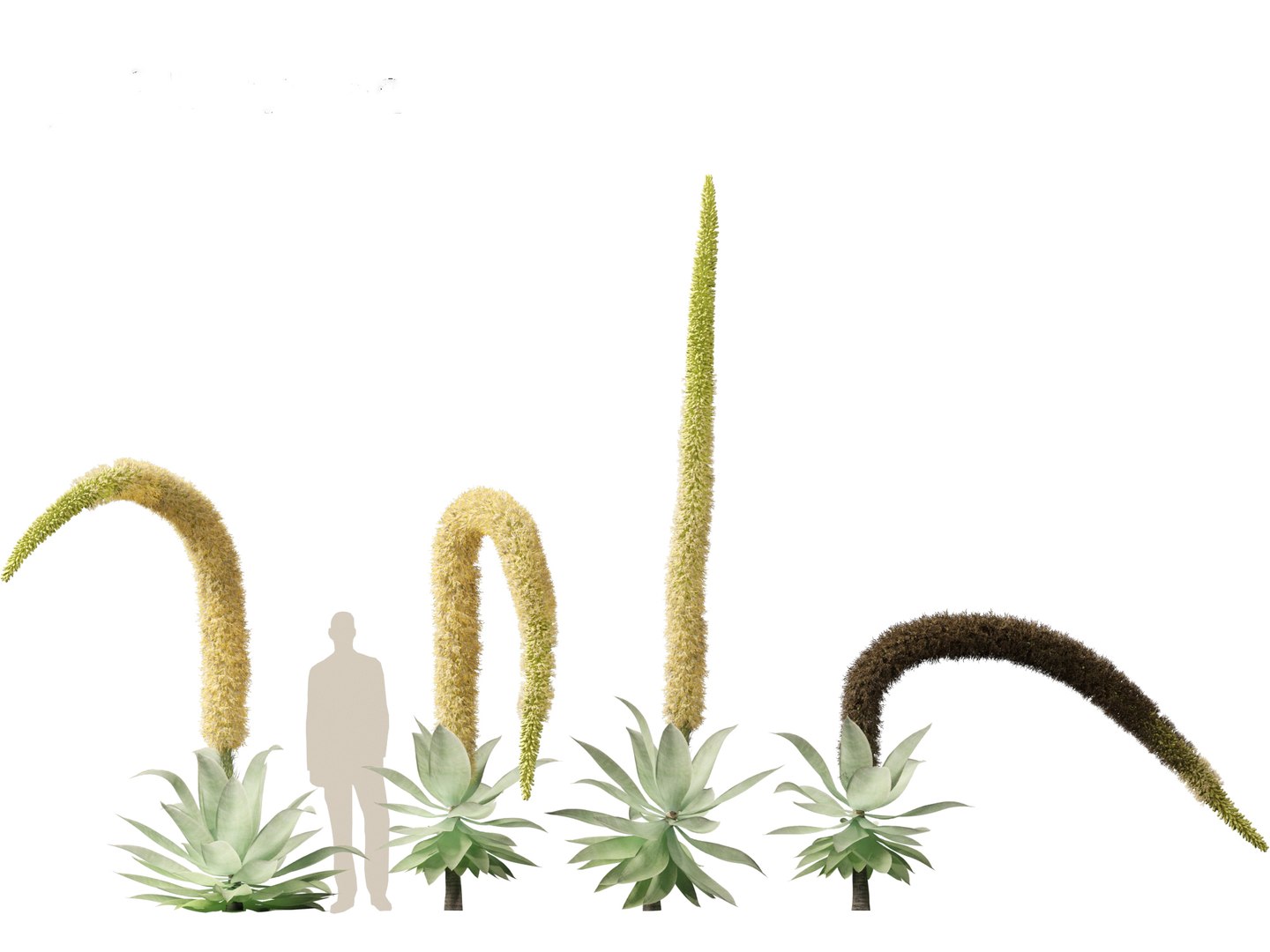 Agave Attenuata - Fox Tail Agave 3D - TurboSquid 2135736